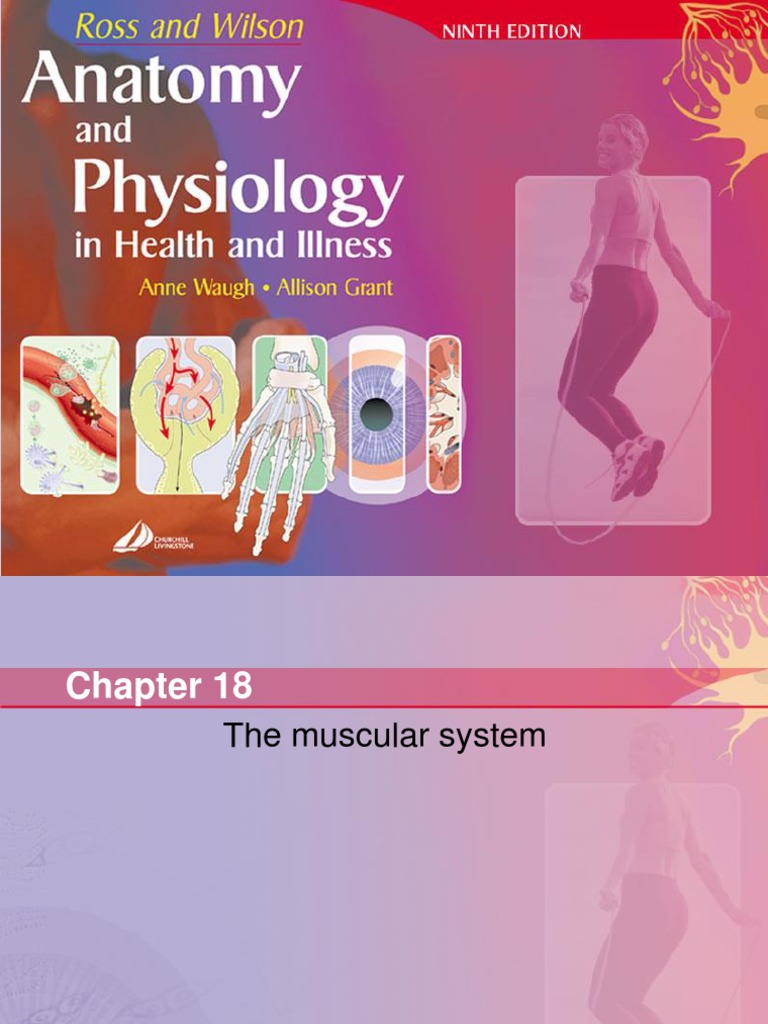 Overview of the Muscular System | PDF