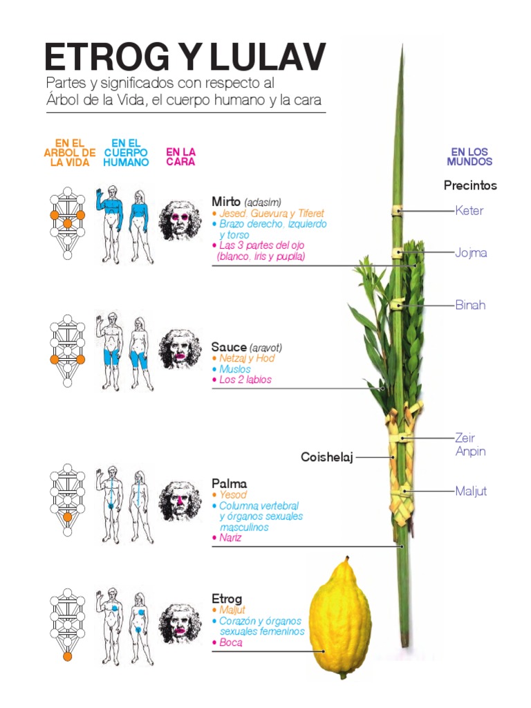 LULAV Y ETROG EXPLICACION | Concepciones de dios | Anatomía humana