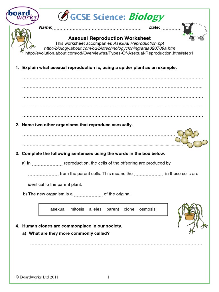 Asexual Reproduction Worksheet BoardWorks | PDF | Reproduction | Cloning