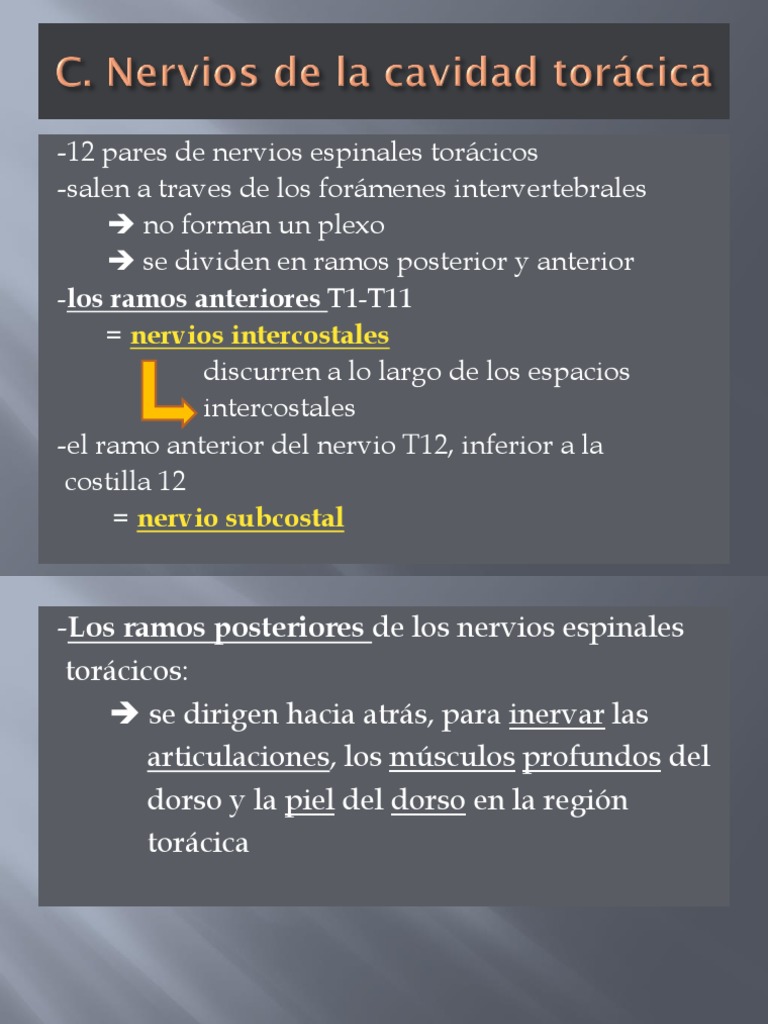 Inervación de Nervios Intercostales T7-T12 | PDF | Abdomen | Tórax