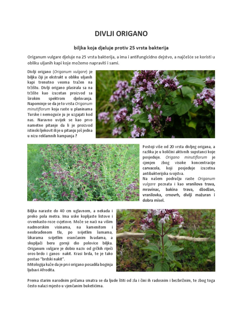 Divlji Origano | PDF