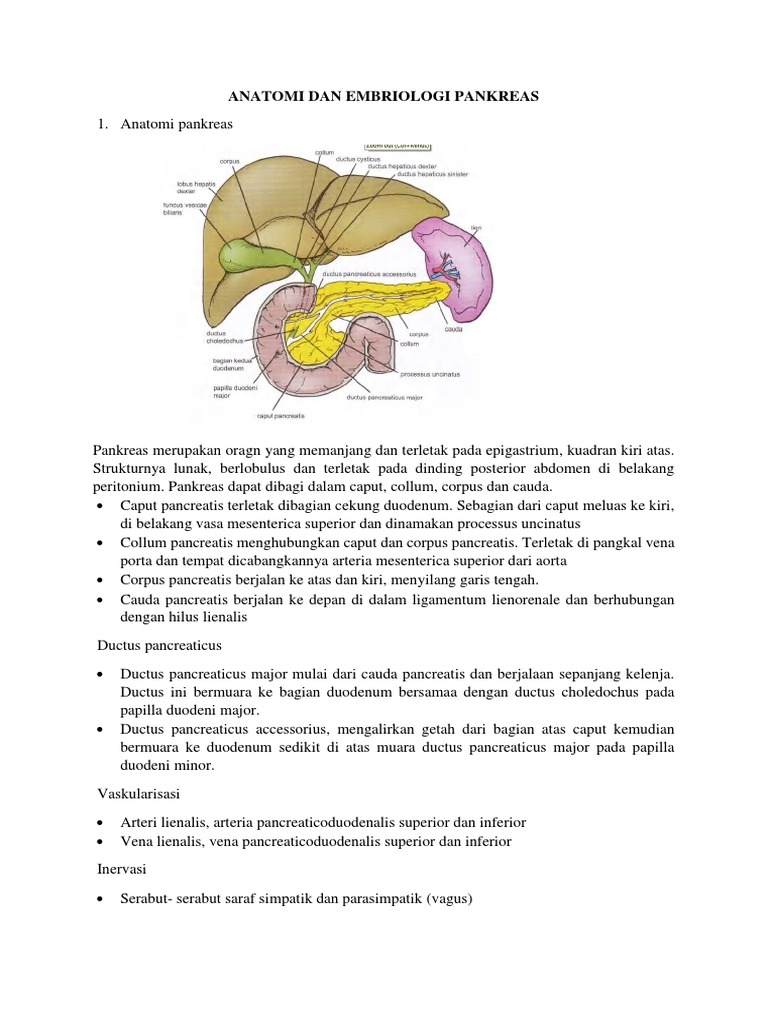 Anatomi Dan Embriologi Pankreas | PDF