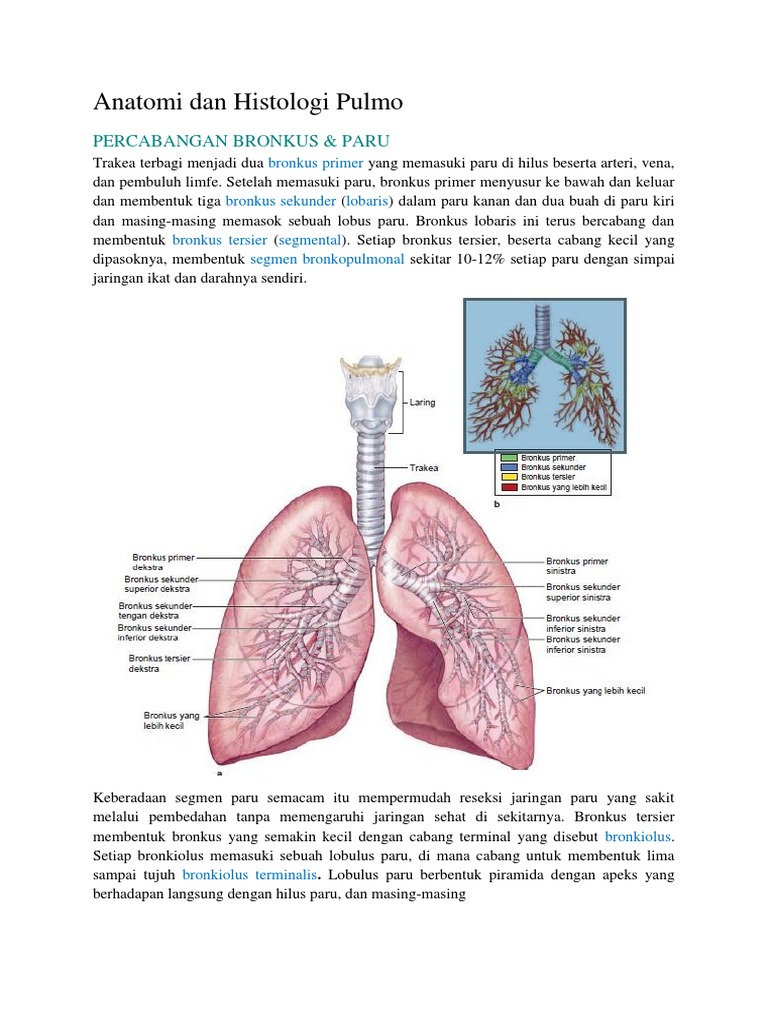 Anatomi dan Histologi Bronkus Paru | PDF