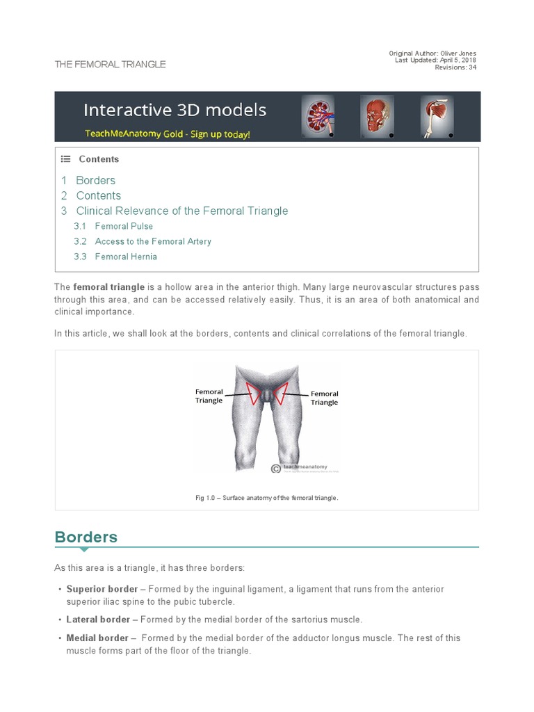 Femoral Triangle | PDF | Limbs (Anatomy) | Musculoskeletal System