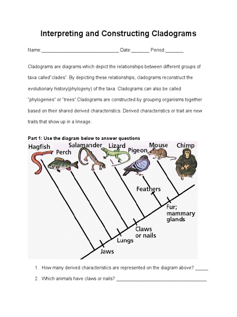 Interpreting and Constructing Cladograms Lab | PDF | Phylogenetic Tree ...