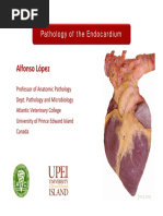 Swine Blood Collection Guide | PDF | Vein | Syringe