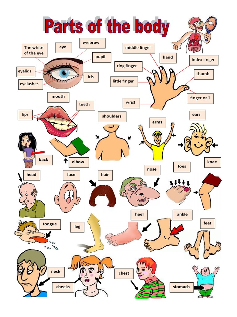 Parts of The Body 1 Picture Dictionaries - 30608 | PDF