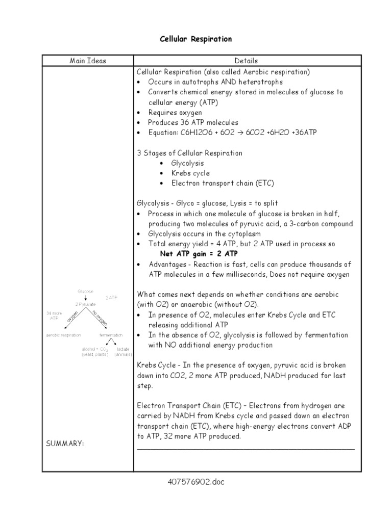 Cell Respiration Cornell Notes Teacher | PDF | Cellular Respiration ...