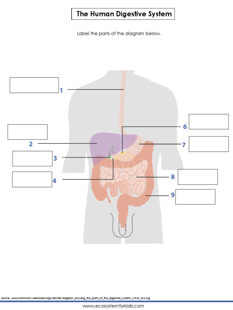 The Human Digestive System: Label The Parts of The Diagram Below | PDF
