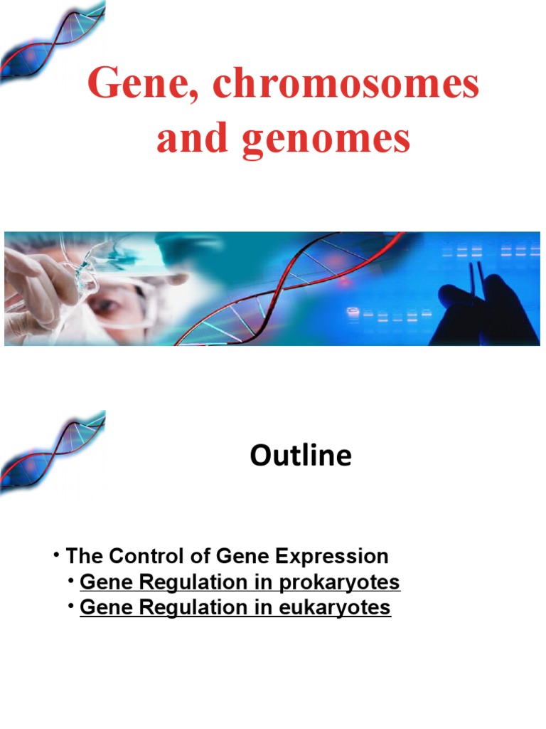 Gene, Chromosomes and Genomes | PDF | Operon | Messenger Rna
