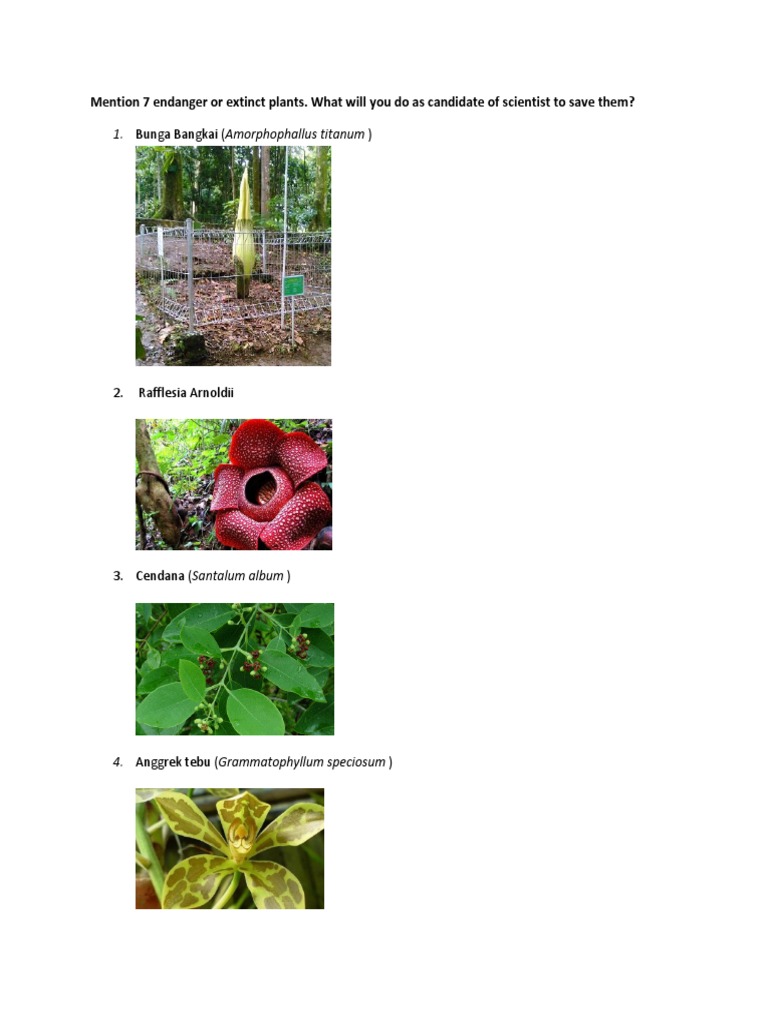 A Scientist's Plan to Conserve Seven Endangered and Extinct Indonesian ...