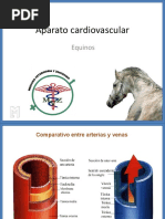 Anatomía del Corazón en Caballos | PDF | Corazón | Ventrículo (corazón)