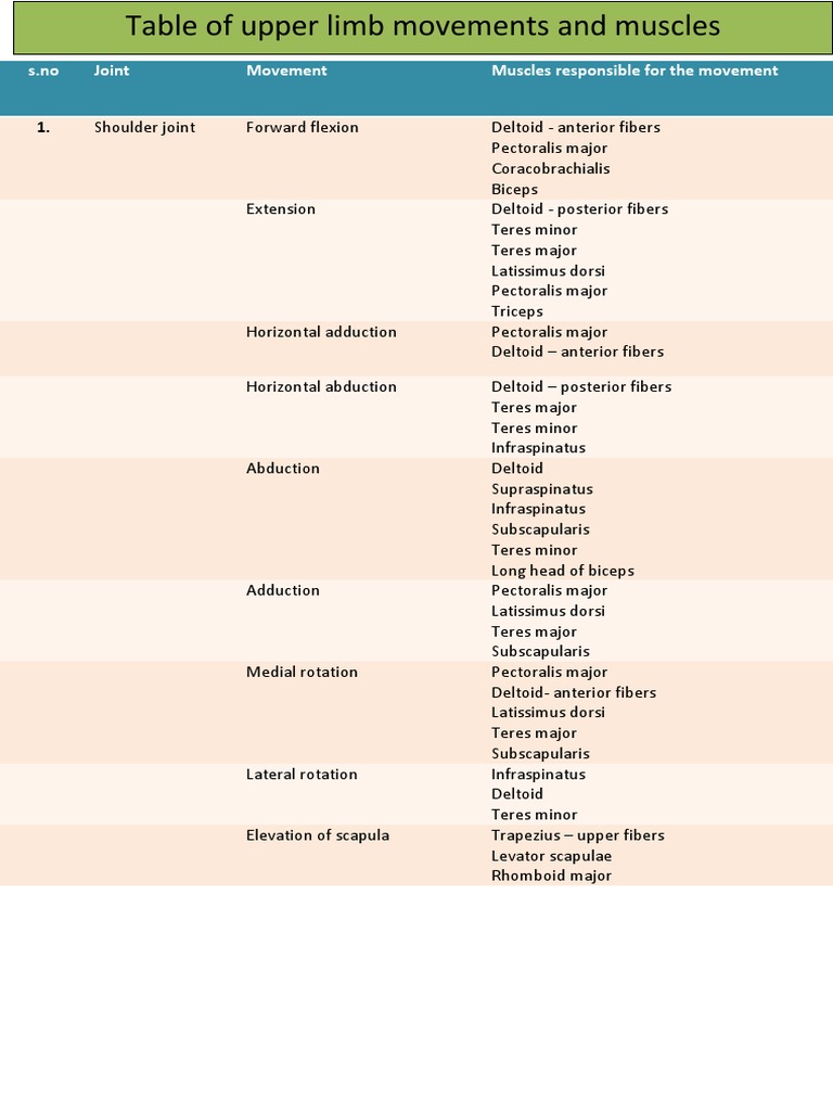 Upper Limb Muscles | PDF | Anatomical Terms Of Motion | Thumb
