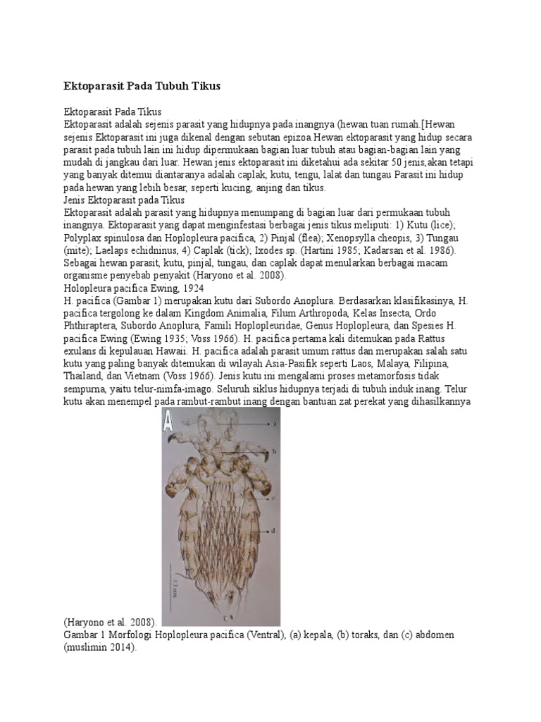 Ektoparasit Pada Tubuh Tikus | PDF