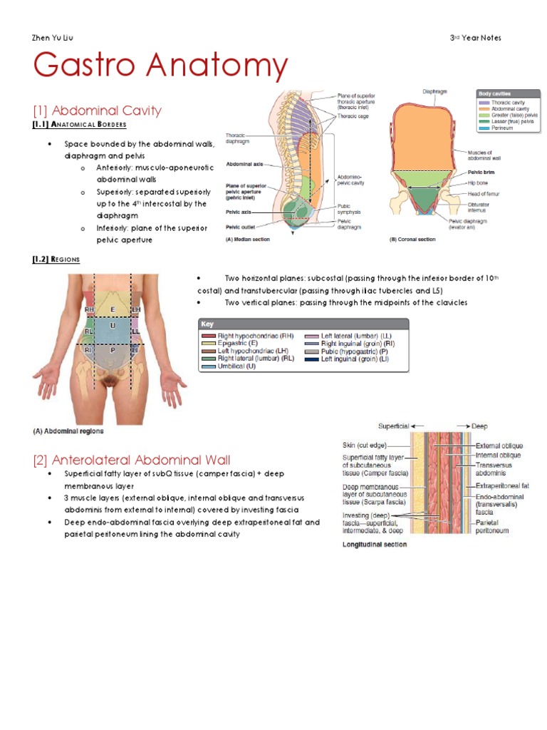 Gastro Anatomy: (1) Abdominal Cavity | PDF | Abdomen | Animal Anatomy