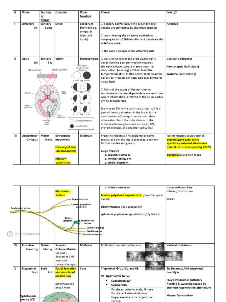 Cranial N. Chart | PDF | Visual System | Larynx