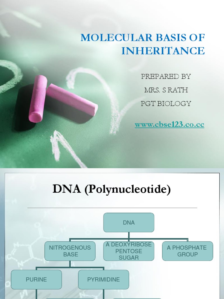 Molecular Basis of Inheritance: WWW - Cbse123.co - CC | PDF | Genetic ...