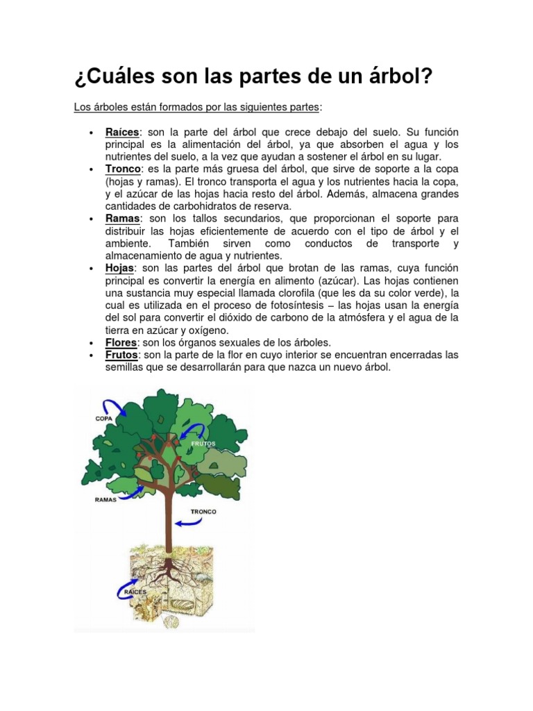 Partes de Un Árbol | PDF