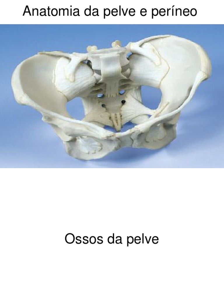 Anatomia Da Pelve e Perineo 1 PDF | PDF | Seio | Pélvis
