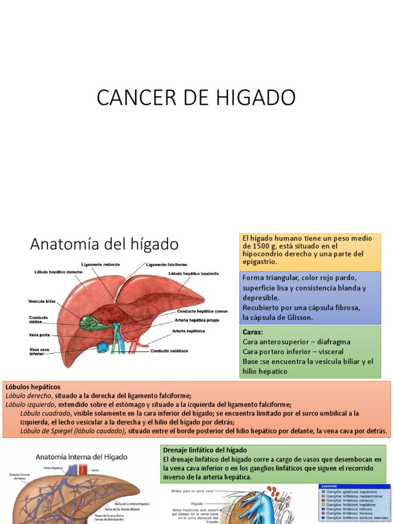 Cancer de Higado | PDF | Hígado | Anatomía