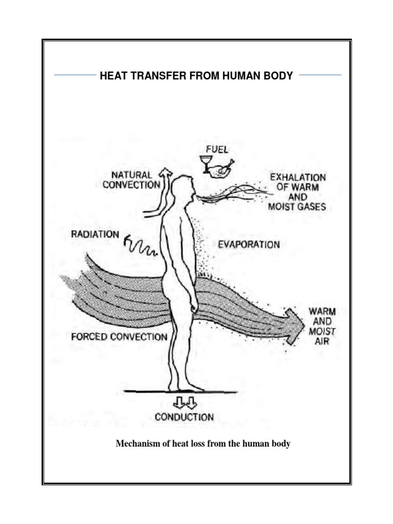 Human Body Heat Transfer Guide | PDF | Heat Transfer | Latent Heat