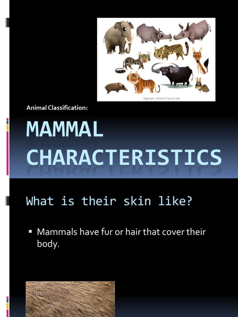 mammals ppt-1