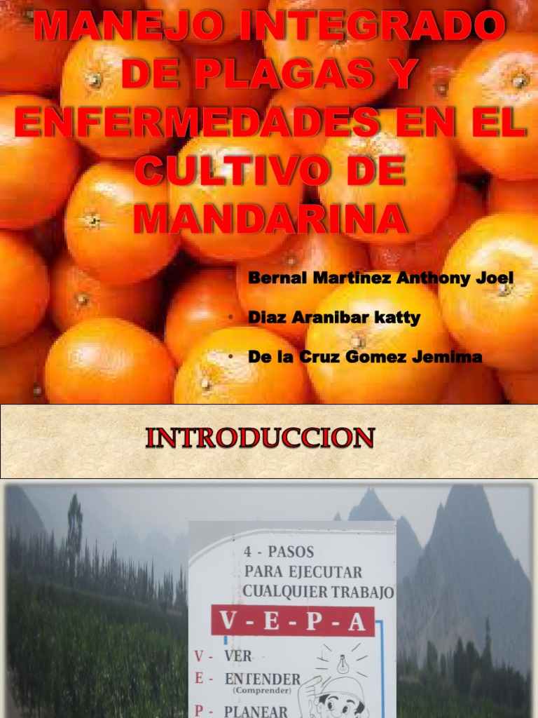 Manejo Integrado de Plagas Citrico | PDF | Injerto | Insectos beneficiosos