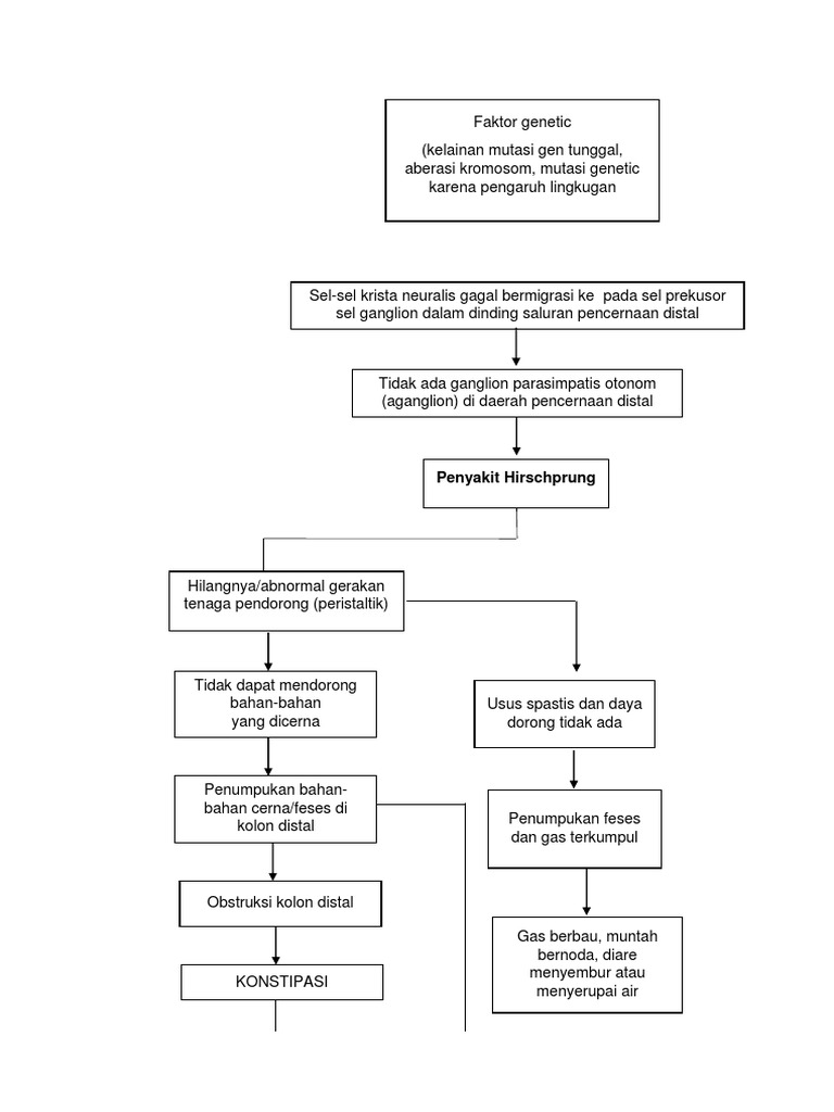 Pathway Hisprung | PDF