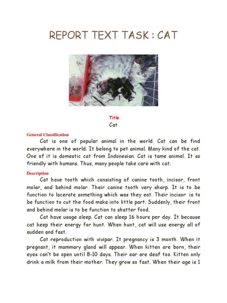 Report Text Task | PDF | Chicken | Cats