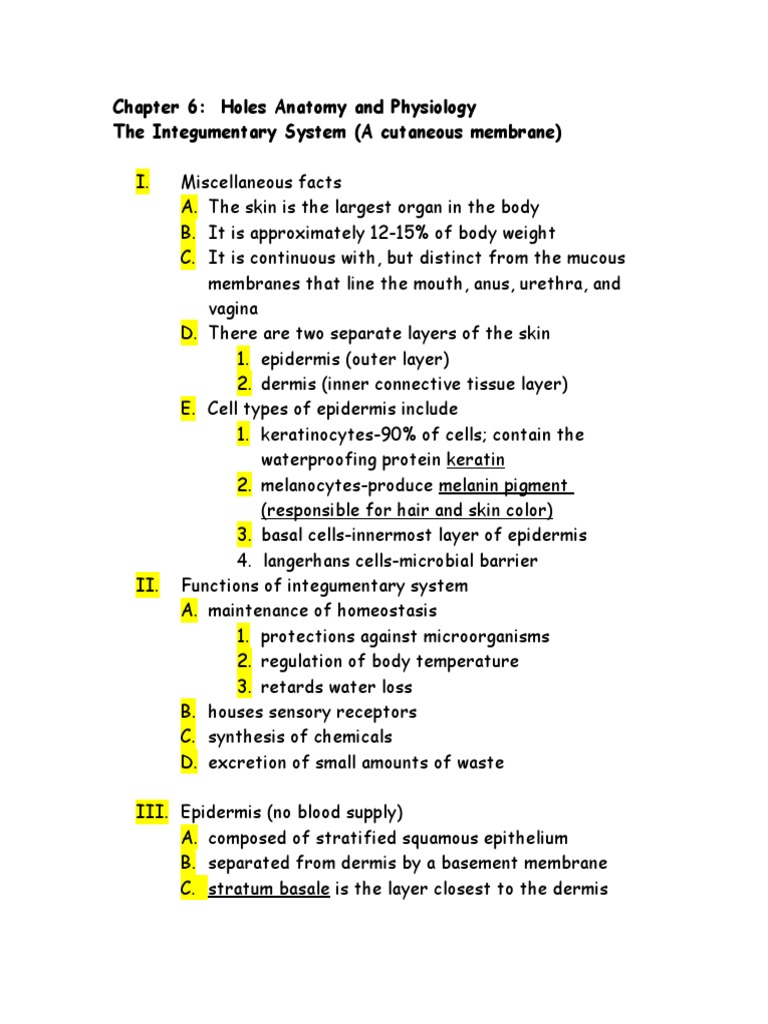 Chapter 6: Holes Anatomy and Physiology The Integumentary System (A ...