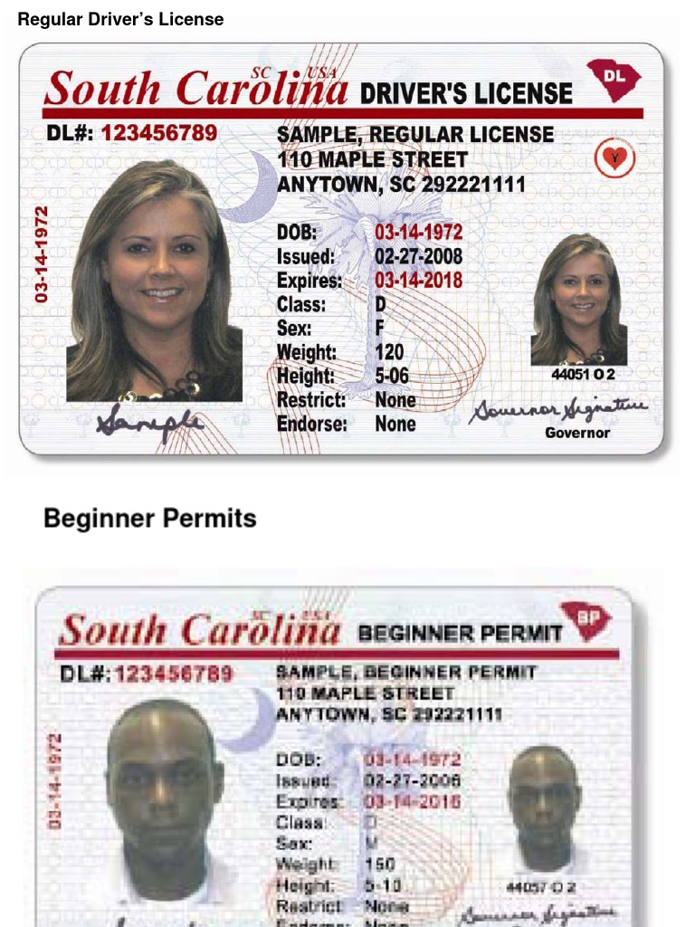 South Carolina Driver's License Overview | PDF
