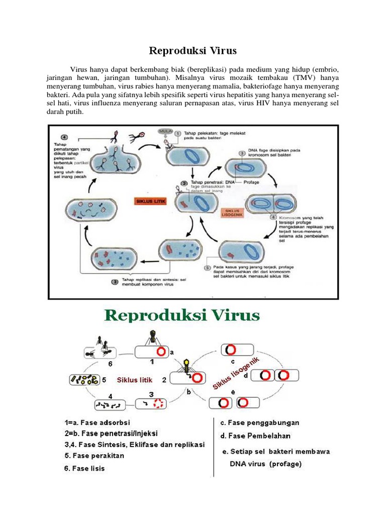 Reproduksi Virus | PDF