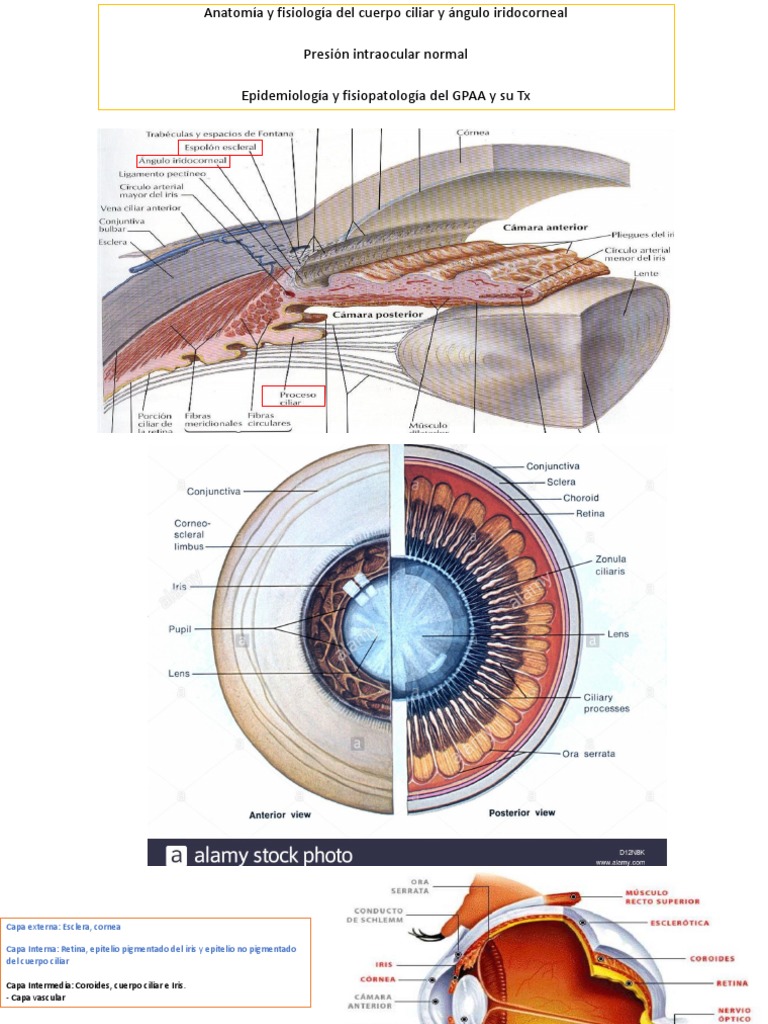 Anatomía del Cuerpo Ciliar y Glaucoma | PDF | Ojo humano | Glaucoma