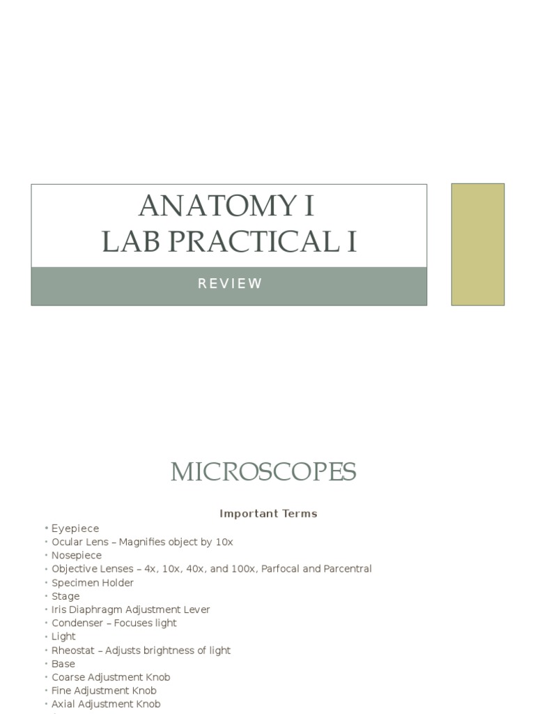 Anatomy I Lab Practical I Review | PDF | Epithelium | Animal Anatomy