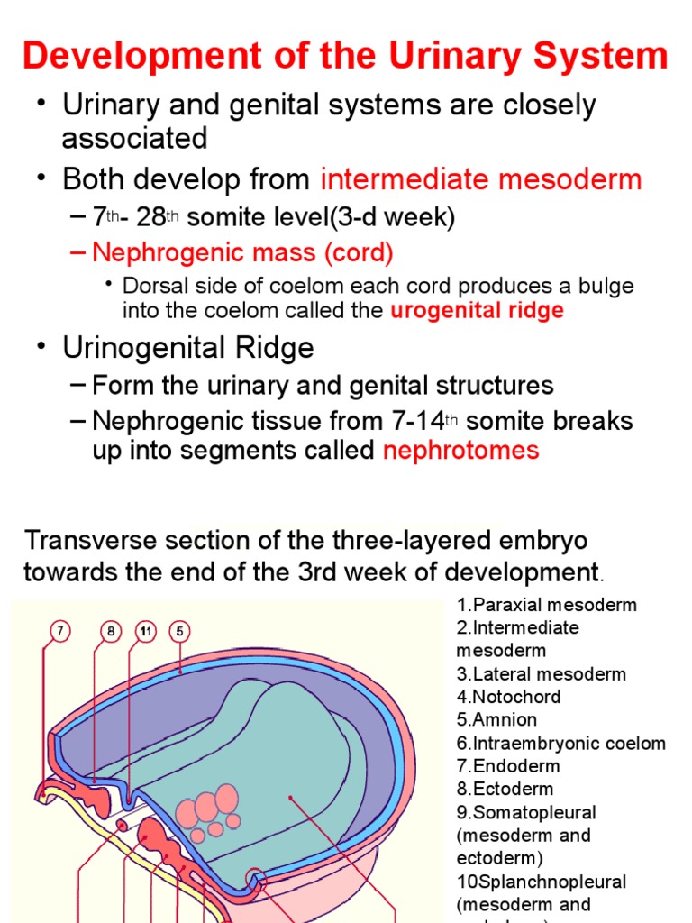 Embryonic Development of Urinary System | PDF | Genitourinary System ...