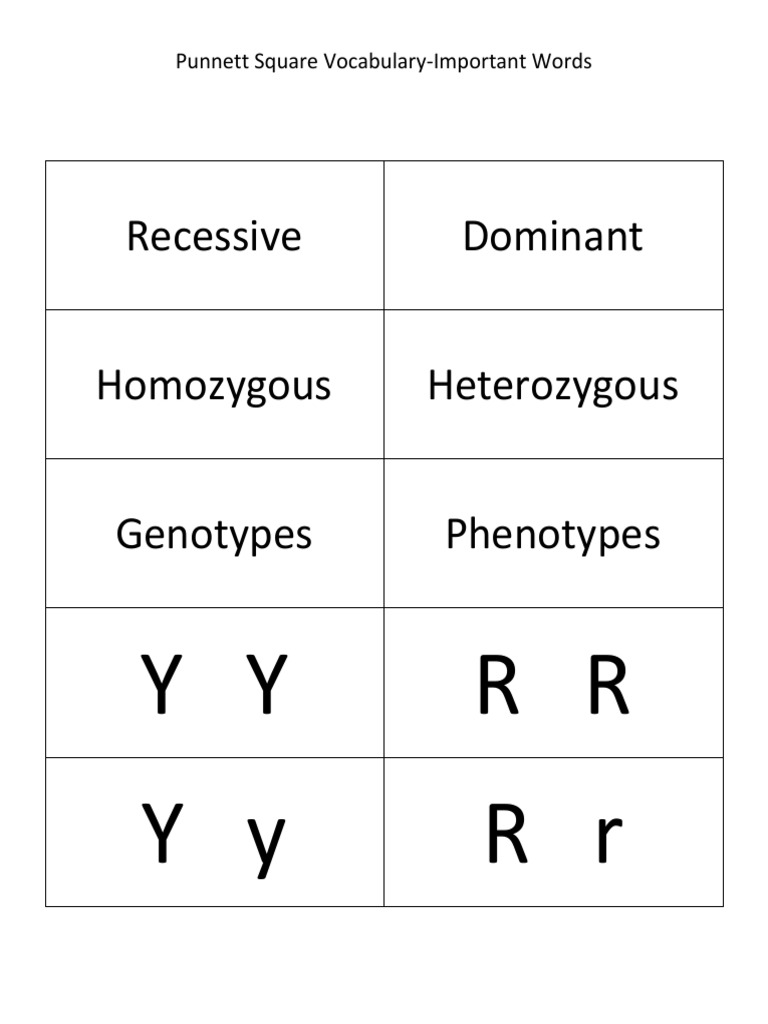 Punnett Square Vocabulary Guide | PDF