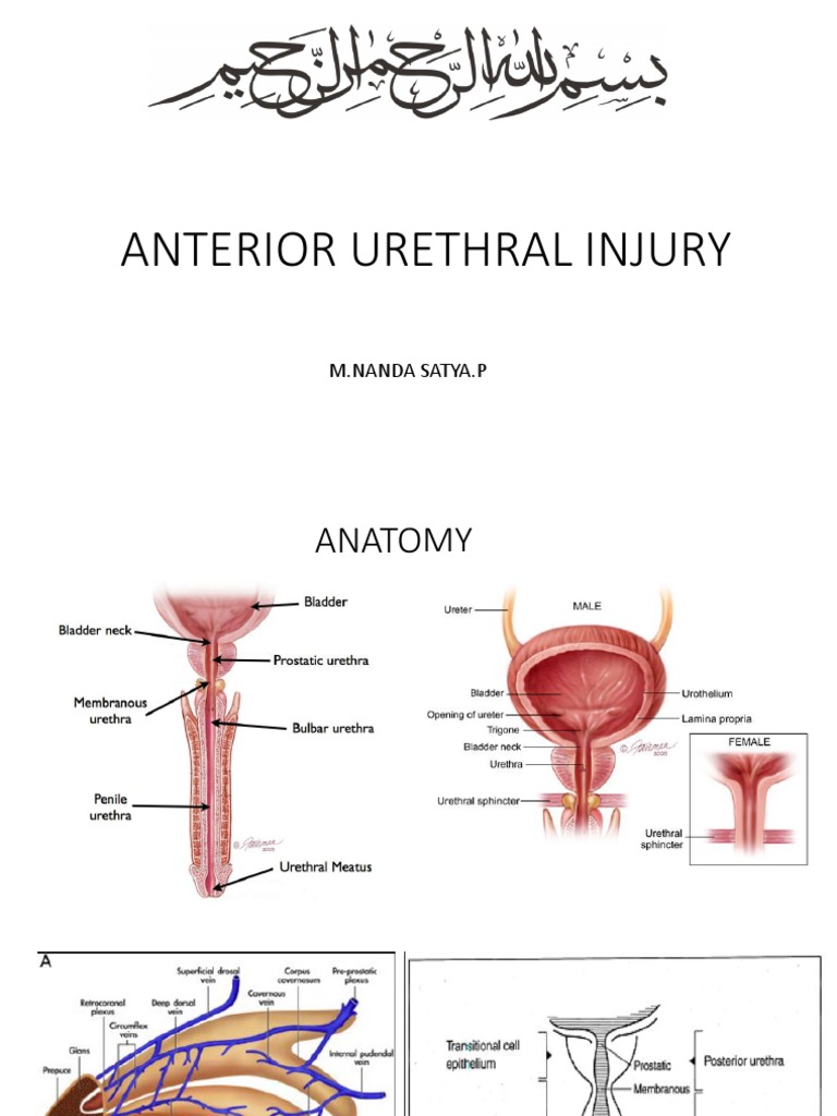 Rupture Urethra Anterior DR Sule Fix | PDF | Urination | Urology