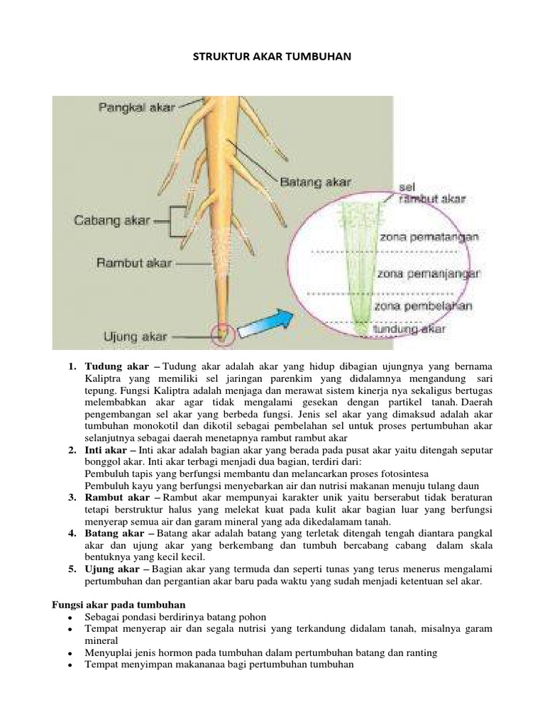 Struktur dan Fungsi Akar Tumbuhan | PDF