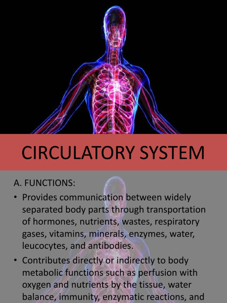 Human Circulatory System Parts And Functions