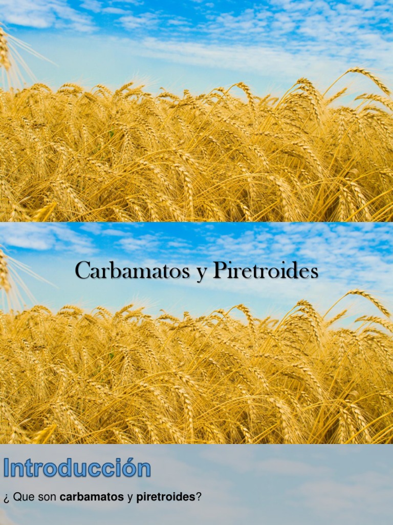 Carbamatos y Piretroides: Toxicidad y Uso | PDF | Químicos ...
