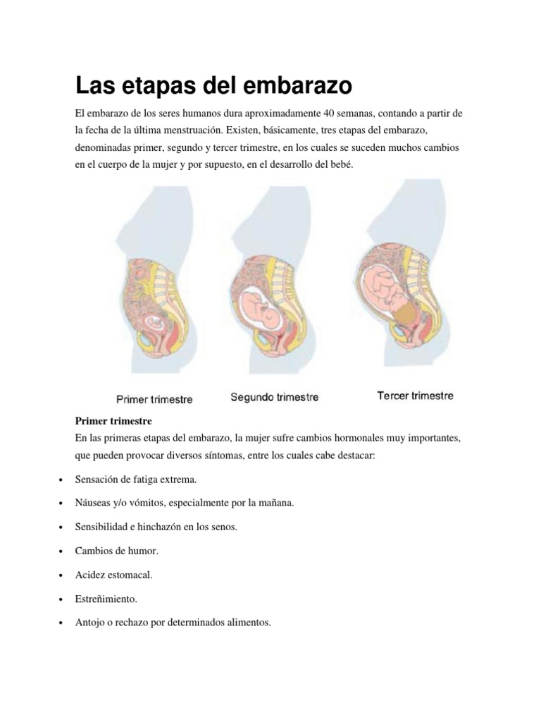 Las Etapas Del Embarazo | PDF | El embarazo | Especialidades Medicas