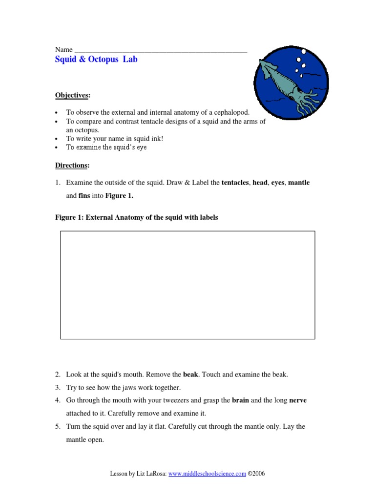 Squid and Octopus Dissection Lab | PDF | Tentacle | Octopus