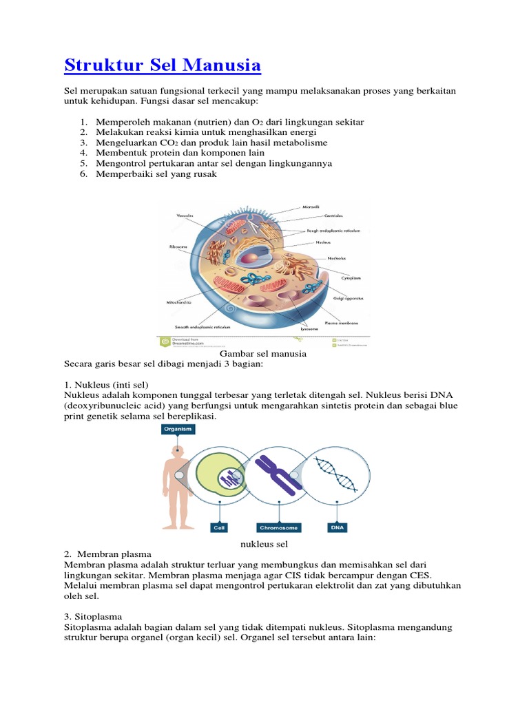 Struktur Sel Manusia | PDF