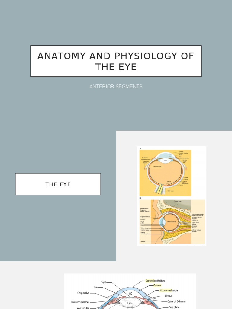 Anterior Segment of The Eye | PDF | Cornea | Epithelium