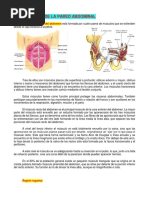 Anatomía de la Región Inguinocrural | PDF | Abdomen | Anatomía