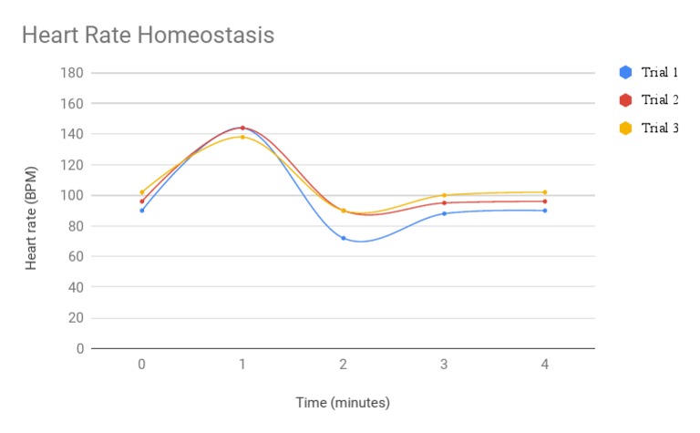 Heart Rate Homeostasis 1 | PDF