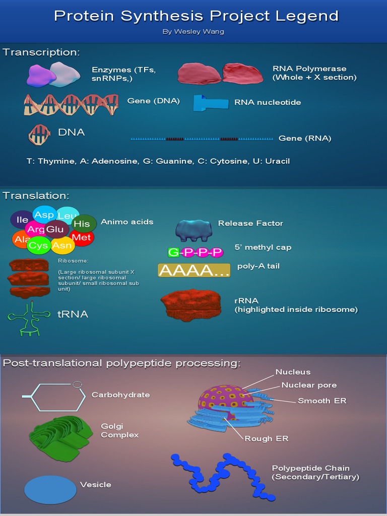 Protein Synthesis Legend | PDF
