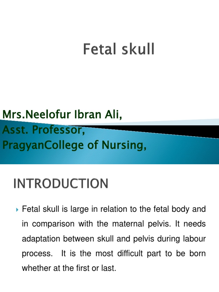 Fetal Skull | PDF | Skull | Primate Anatomy