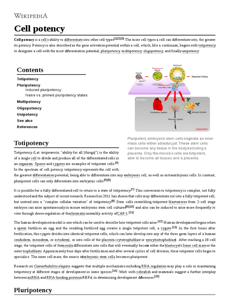 Cell Potency | PDF | Cell Potency | Anatomy