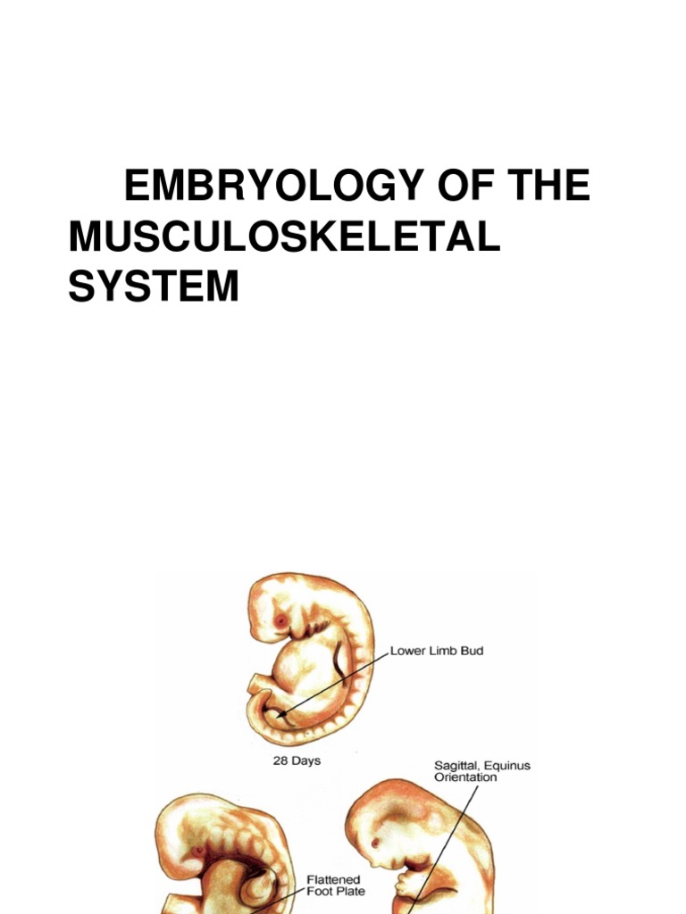 Embryology of Musculoskeletal System | PDF | Bone | Skeleton